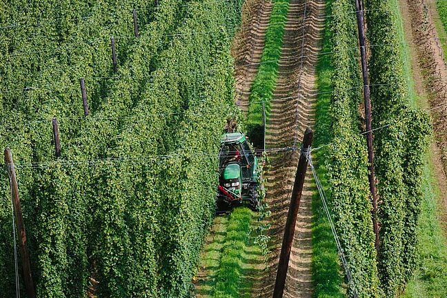 Hopsteiner | Your global hop supplier