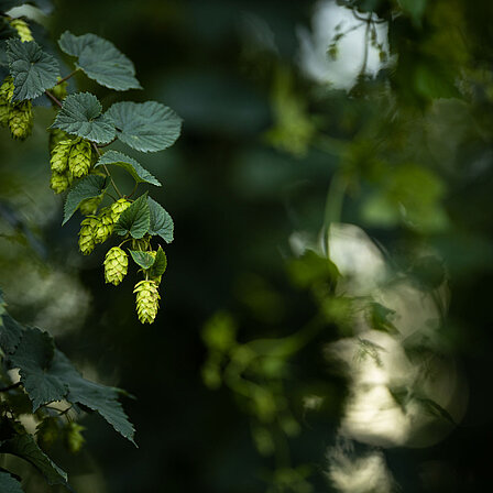 Hopsteiner | Your global hop supplier