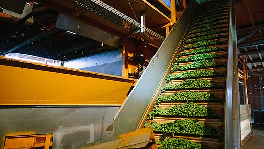 Hopsteiner | Our Passion