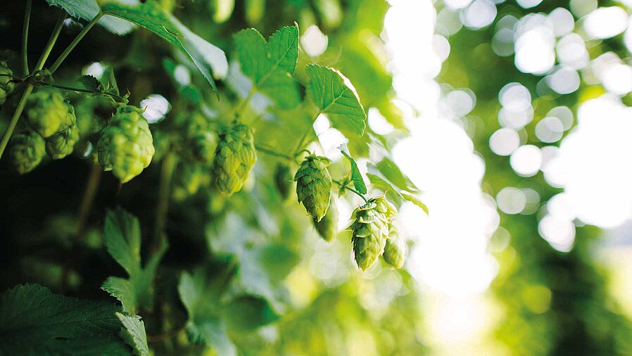 Hopsteiner | Growing Areas